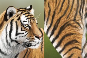Free Tiger Body Base + Tutorial – Monika Zagrobelna