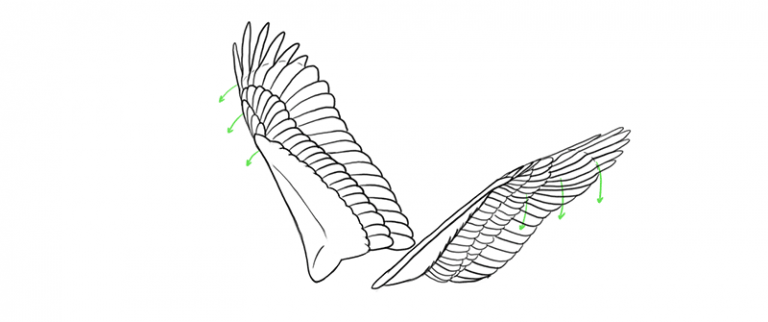 Bird Wings Animation: Tutorial + Template – Monika Zagrobelna
