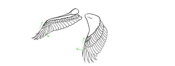 Bird Wings Animation: Tutorial + Template – Monika Zagrobelna