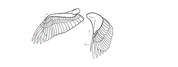 Bird Wings Animation: Tutorial + Template – Monika Zagrobelna