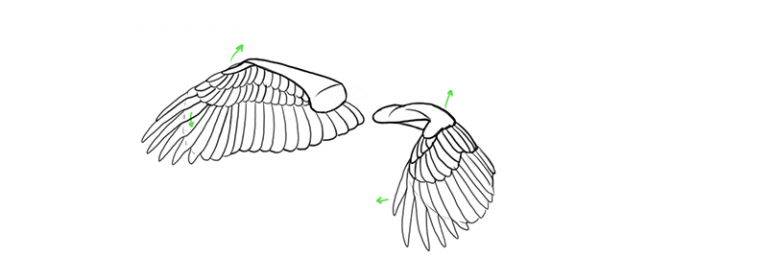 Bird Wings Animation: Tutorial + Template – Monika Zagrobelna