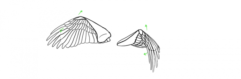 Bird Wings Animation: Tutorial + Template – Monika Zagrobelna