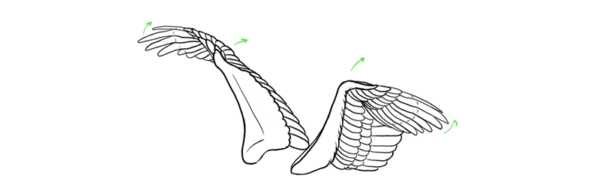 Bird Wings Animation: Tutorial + Template – Monika Zagrobelna