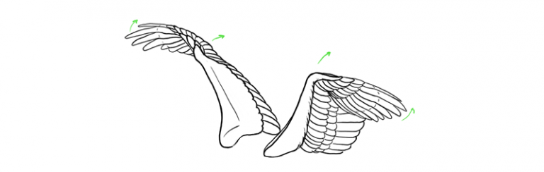 Bird Wings Animation: Tutorial + Template – Monika Zagrobelna