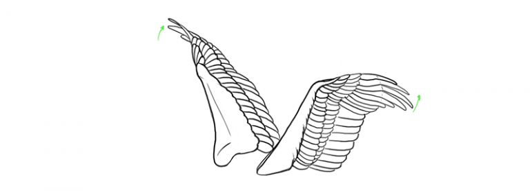 Bird Wings Animation: Tutorial + Template – Monika Zagrobelna