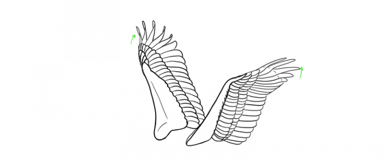 Bird Wings Animation: Tutorial + Template – Monika Zagrobelna