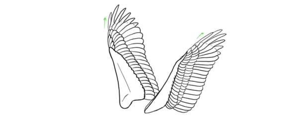 Bird Wings Animation: Tutorial + Template – Monika Zagrobelna