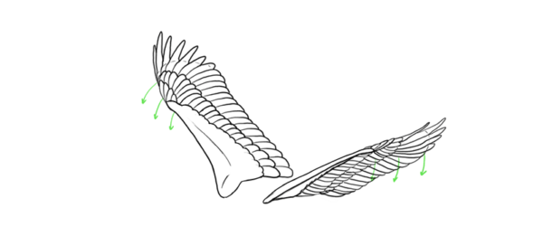 Bird Wings Animation: Tutorial + Template – Monika Zagrobelna