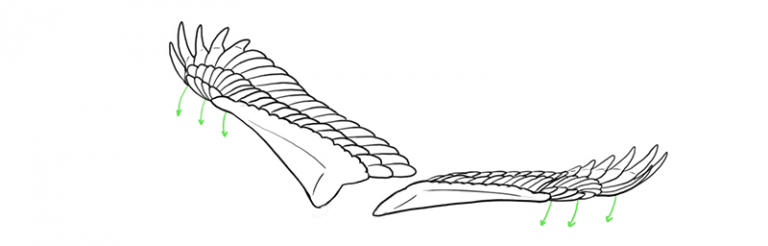 Bird Wings Animation: Tutorial + Template – Monika Zagrobelna