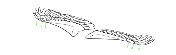 Bird Wings Animation: Tutorial + Template – Monika Zagrobelna