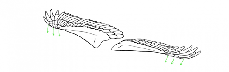 Bird Wings Animation: Tutorial + Template – Monika Zagrobelna