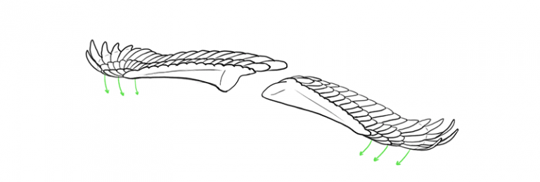 Bird Wings Animation: Tutorial + Template – Monika Zagrobelna