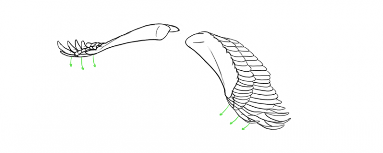 Bird Wings Animation: Tutorial + Template – Monika Zagrobelna