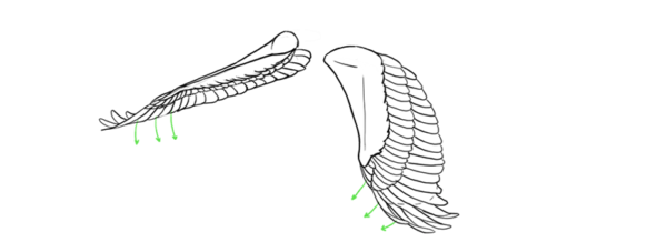 Bird Wings Animation: Tutorial + Template – Monika Zagrobelna