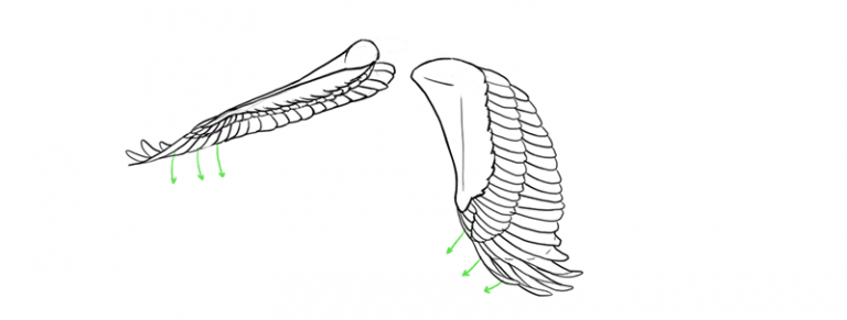 Bird Wings Animation: Tutorial + Template – Monika Zagrobelna