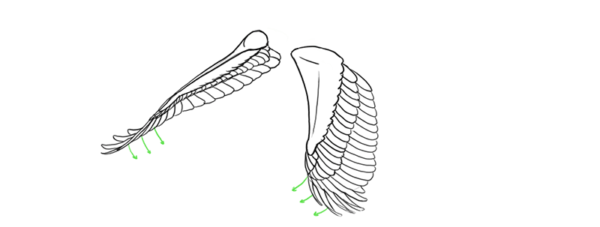 Bird Wings Animation: Tutorial + Template – Monika Zagrobelna
