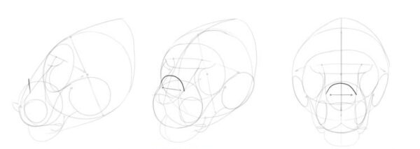 How to Draw a Big Cat Head – Monika Zagrobelna