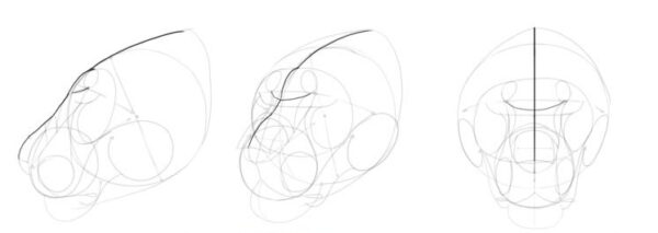 How to Draw a Big Cat Head – Monika Zagrobelna