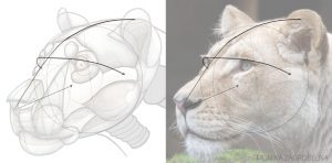 How to Draw a Big Cat Head – Monika Zagrobelna
