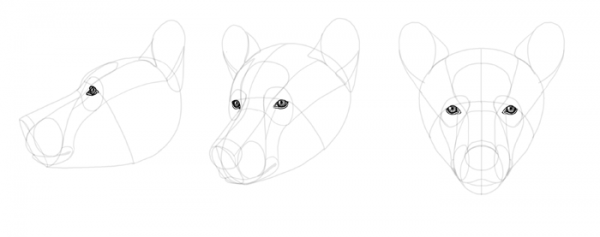 SketchBook Original: How to Draw Bears – Monika Zagrobelna