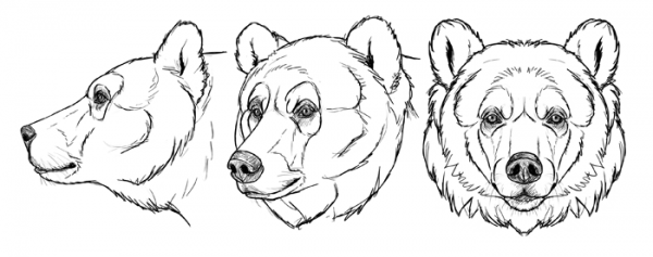 SketchBook Original: How to Draw Bears – Monika Zagrobelna