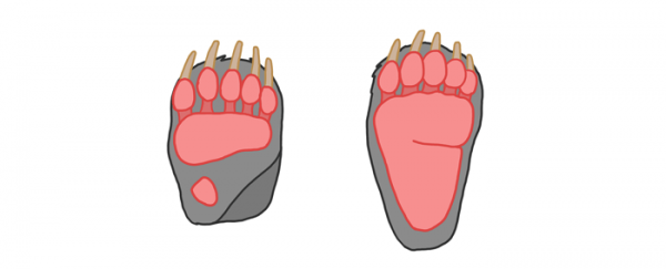 SketchBook Original: How to Draw Bears – Monika Zagrobelna