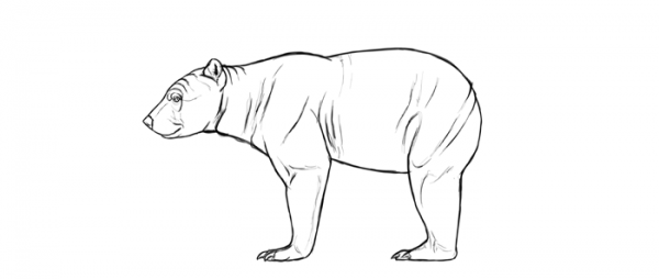 SketchBook Original: How to Draw Bears – Monika Zagrobelna