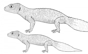 SketchBook Original: How to Draw Lizards – Monika Zagrobelna