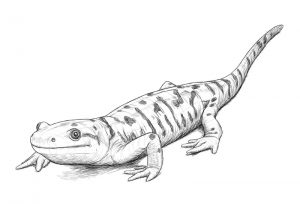 Drawing 101: How to Draw Form and Volume – Monika Zagrobelna