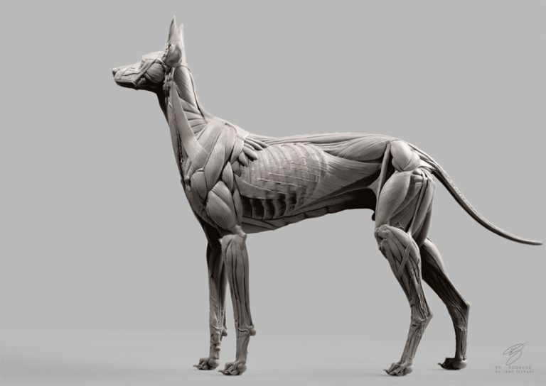 Best Resources for Studying Animal Anatomy – Monika Zagrobelna