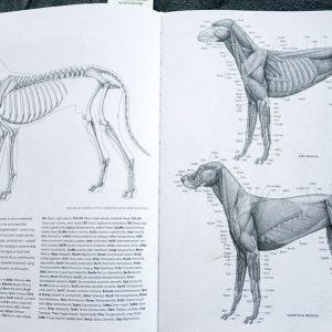 How to Study Animal Anatomy – Monika Zagrobelna