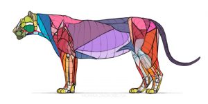 Lion Anatomy for Artists: Skeleton and Muscle Diagrams – Monika Zagrobelna
