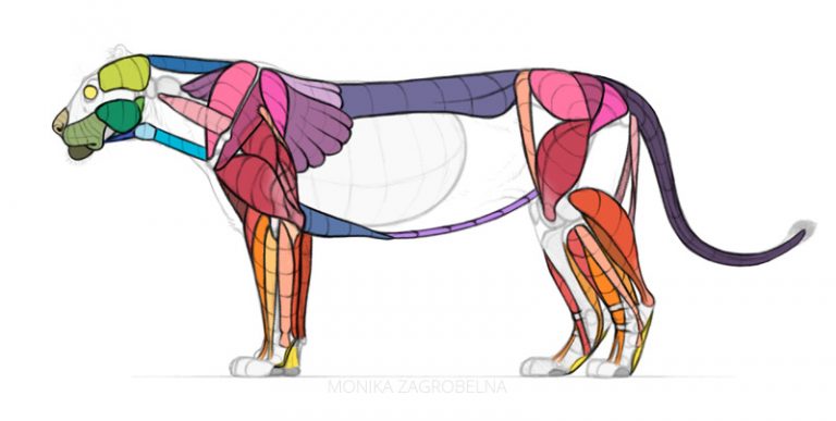 Lion Anatomy for Artists: Skeleton and Muscle Diagrams – Monika Zagrobelna