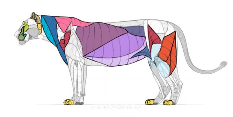 Lion Anatomy for Artists: Skeleton and Muscle Diagrams – Monika Zagrobelna