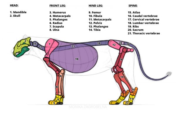 Lion Anatomy for Artists: Skeleton and Muscle Diagrams – Monika Zagrobelna
