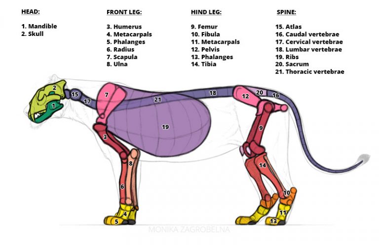 Lion Anatomy for Artists: Skeleton and Muscle Diagrams – Monika Zagrobelna