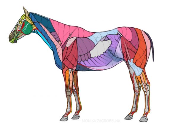 Horse Anatomy for Artists: Skeleton and Muscle Diagrams – Monika Zagrobelna