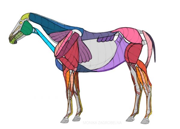 Horse Anatomy for Artists: Skeleton and Muscle Diagrams – Monika Zagrobelna