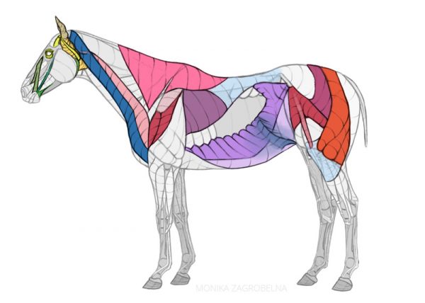 Horse Anatomy for Artists: Skeleton and Muscle Diagrams – Monika Zagrobelna