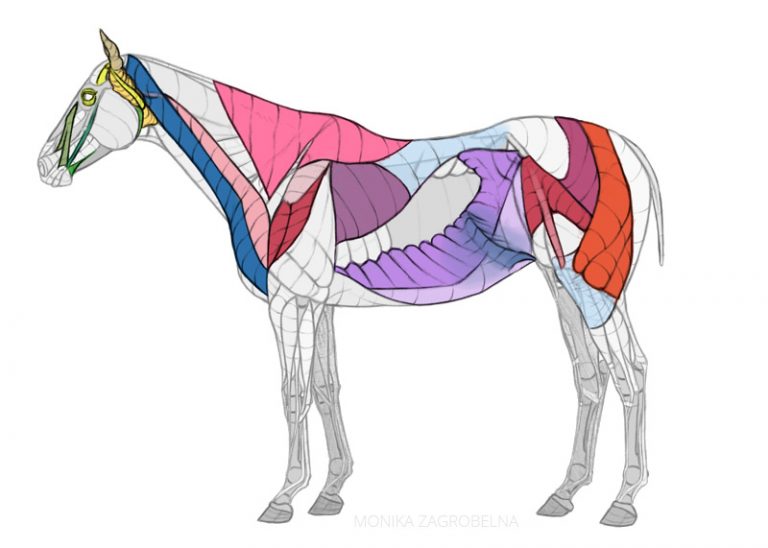 Horse Anatomy for Artists: Skeleton and Muscle Diagrams – Monika Zagrobelna