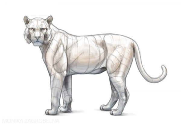 Free Tiger Body Base + Tutorial – Monika Zagrobelna
