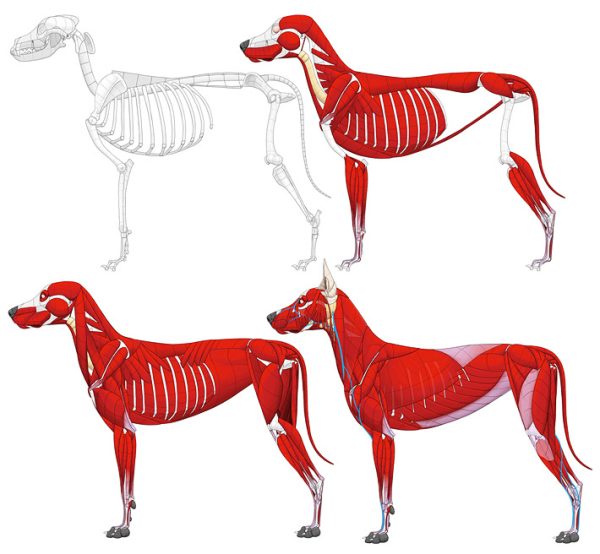 How to Study Animal Anatomy – Monika Zagrobelna