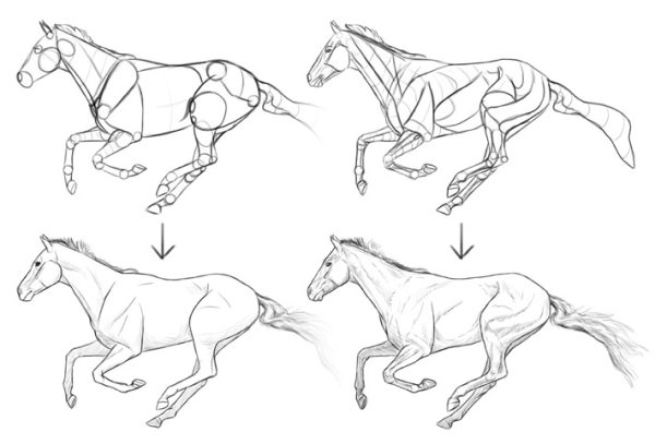 How to Study Animal Anatomy – Monika Zagrobelna