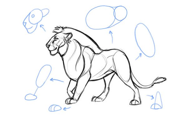 How to Study Animal Anatomy – Monika Zagrobelna