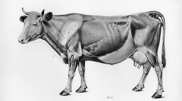 How to Study Animal Anatomy – Monika Zagrobelna