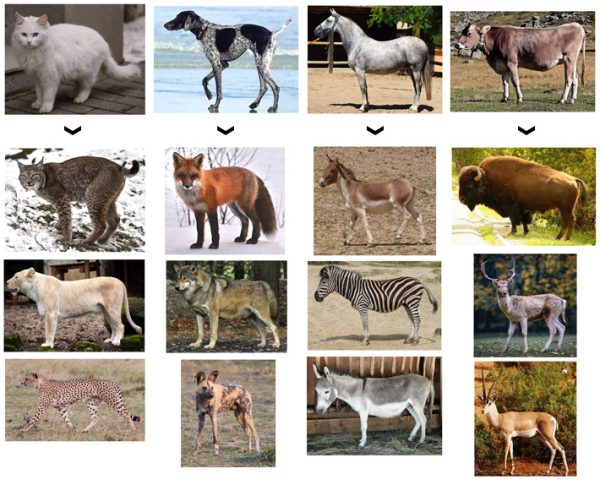 How to Study Animal Anatomy – Monika Zagrobelna