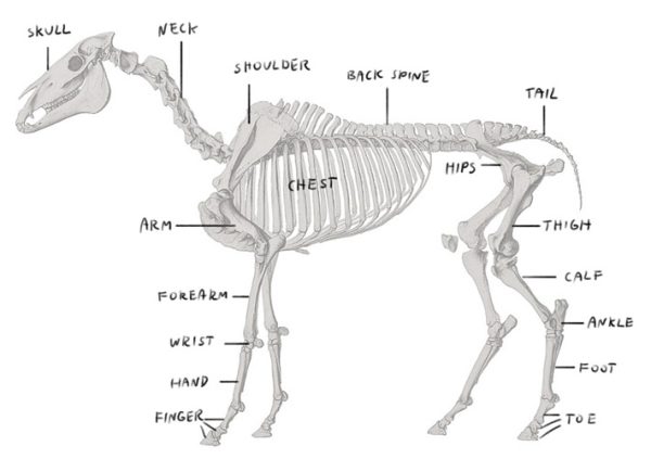How to Study Animal Anatomy – Monika Zagrobelna