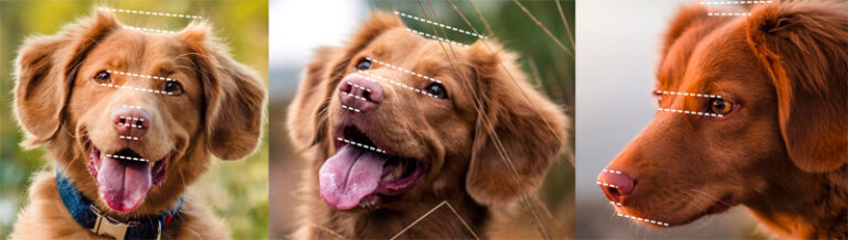 How to Draw What You See – Monika Zagrobelna