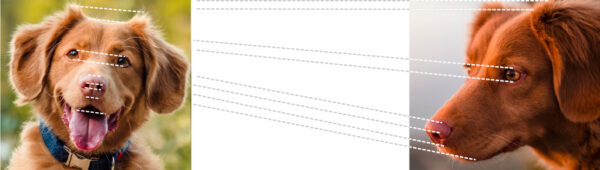 How to Draw What You See – Monika Zagrobelna